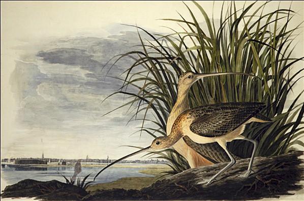 John James Audubon Most Famous Paintings