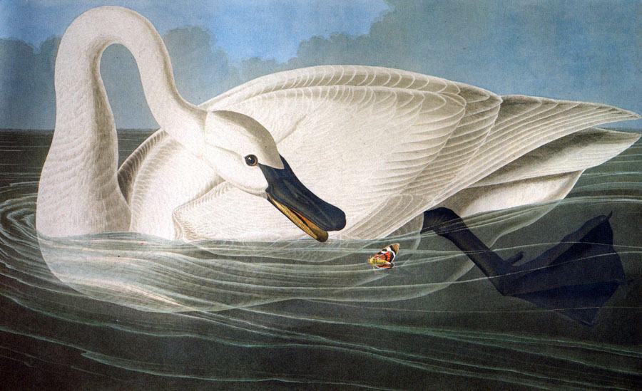 John James Audubon Trumpeter Swan painting | framed paintings for sale